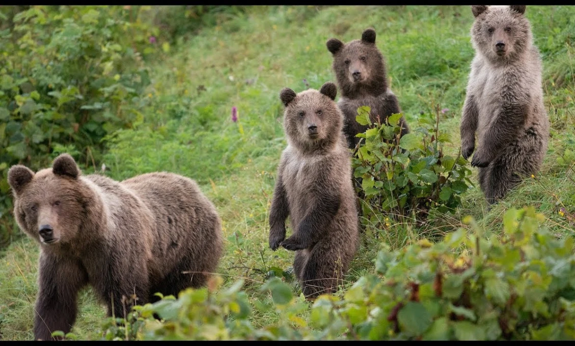 Česko v panike! Asi majú medveďa! Slovenská biologická zbraň ...